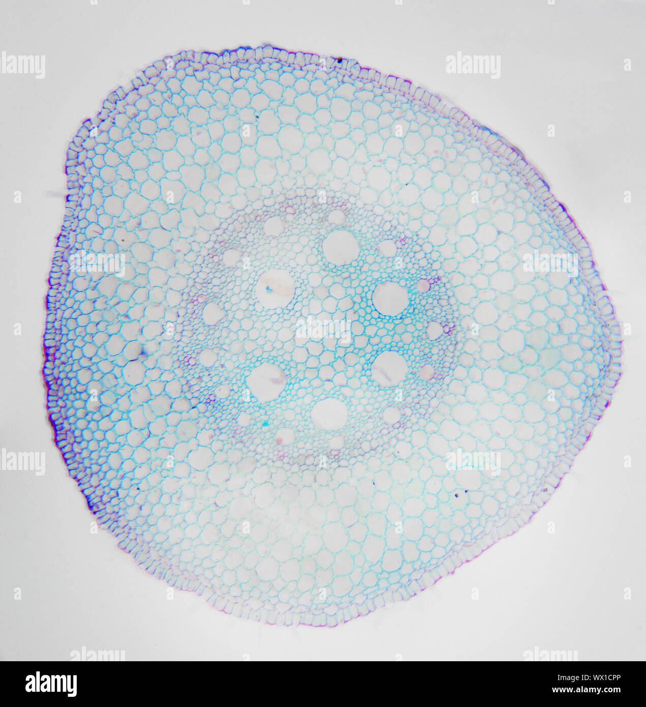 Microscopic photography. Young Root of plant, transversal section Stock ...