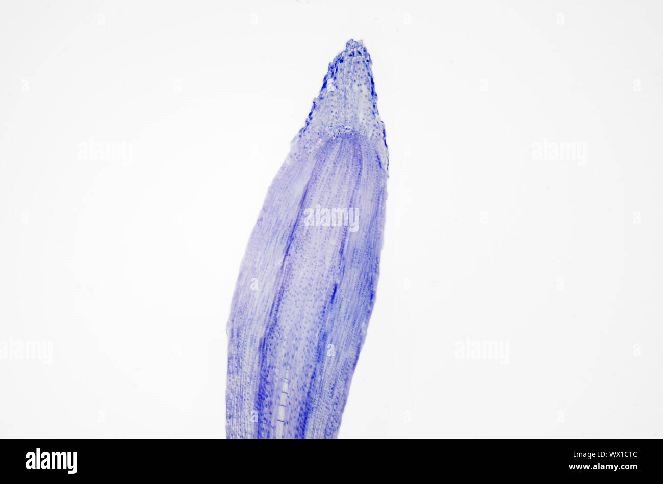 Microscopic photography. Root tip of plant, longitudinal section Stock ...