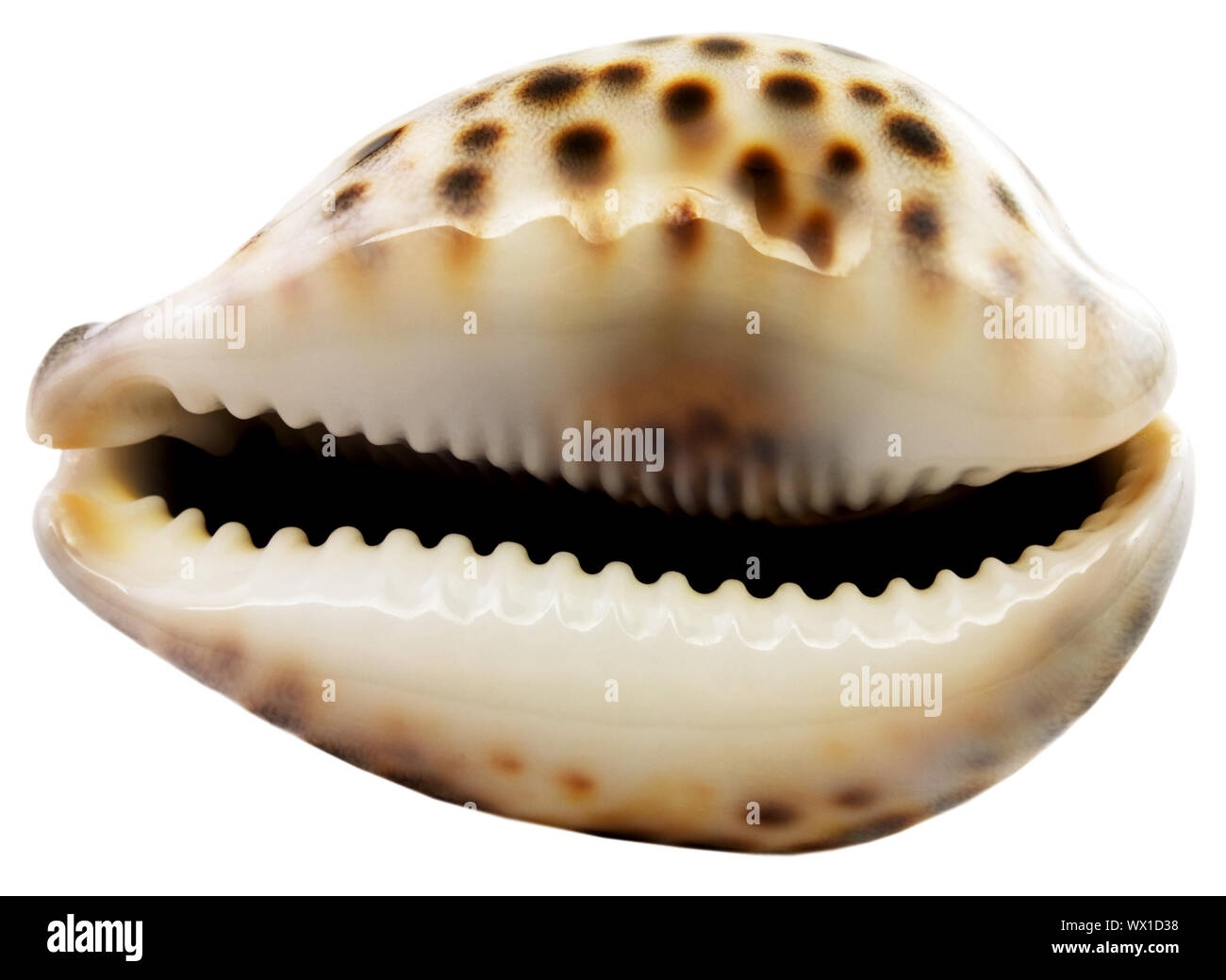 Sea cockle-shell on a white background Stock Photo - Alamy