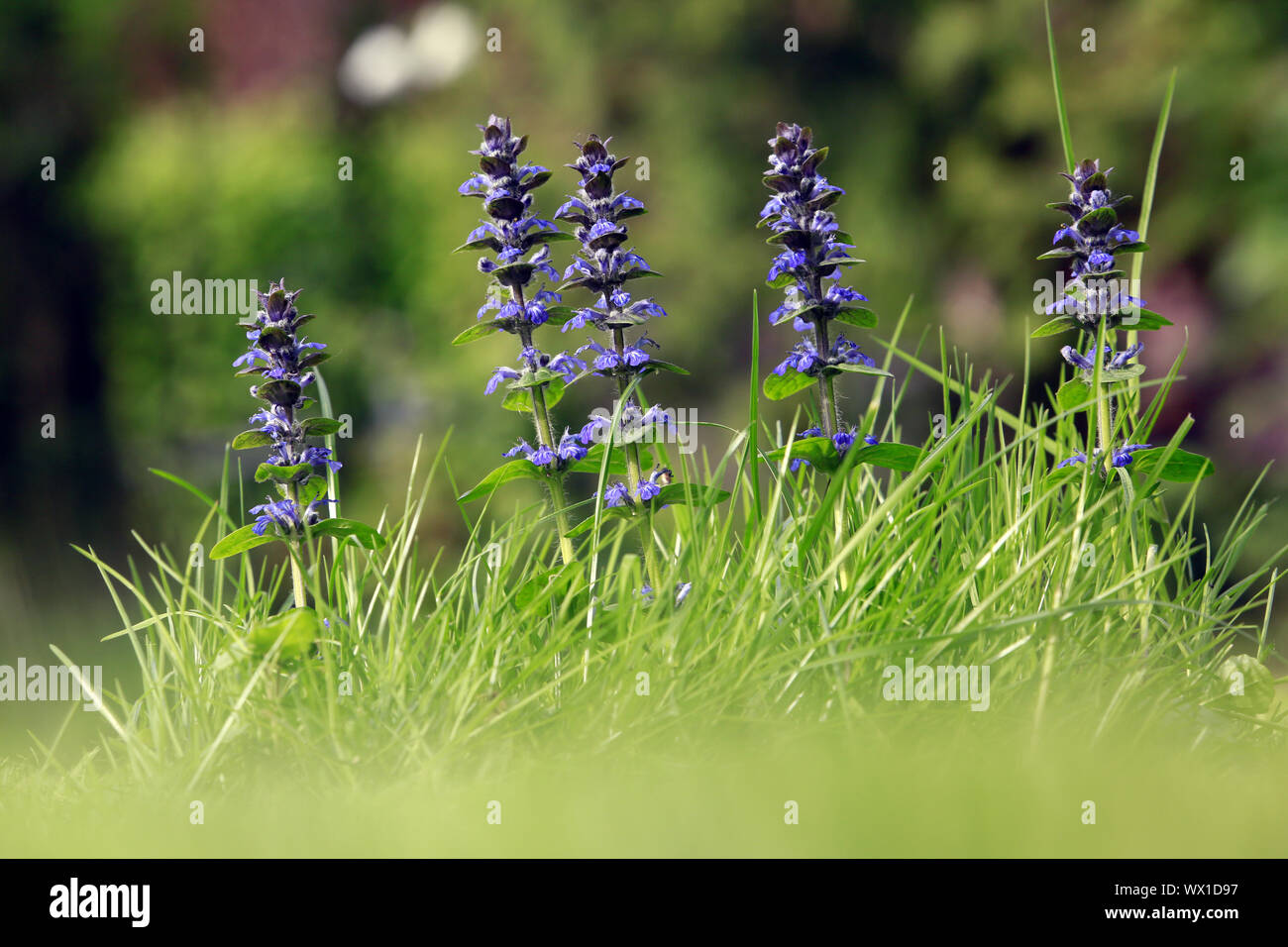 Carpet bugleweed hi-res stock photography and images - Alamy