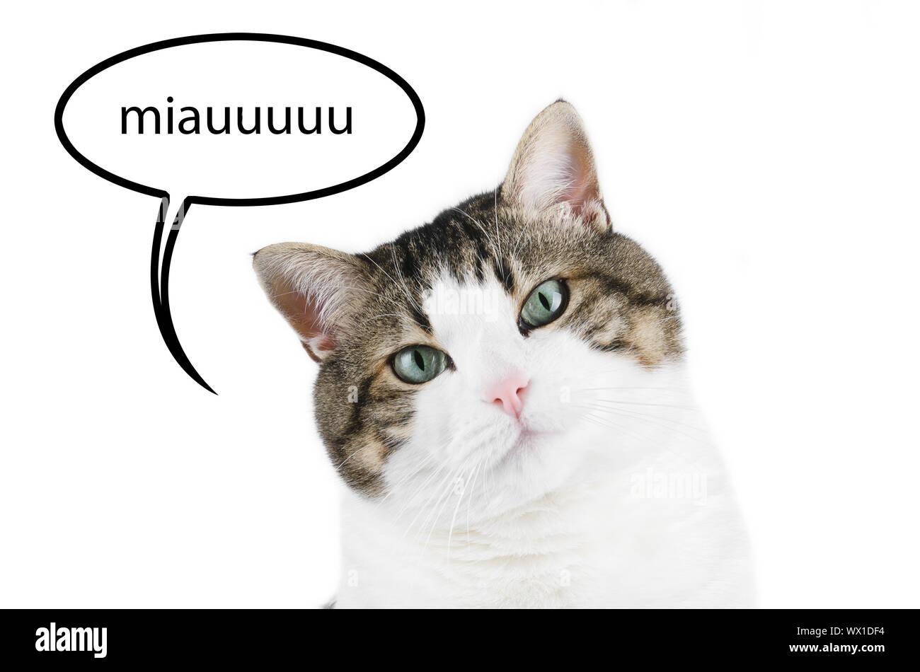 Miauuuuu hi-res stock photography and images - Alamy