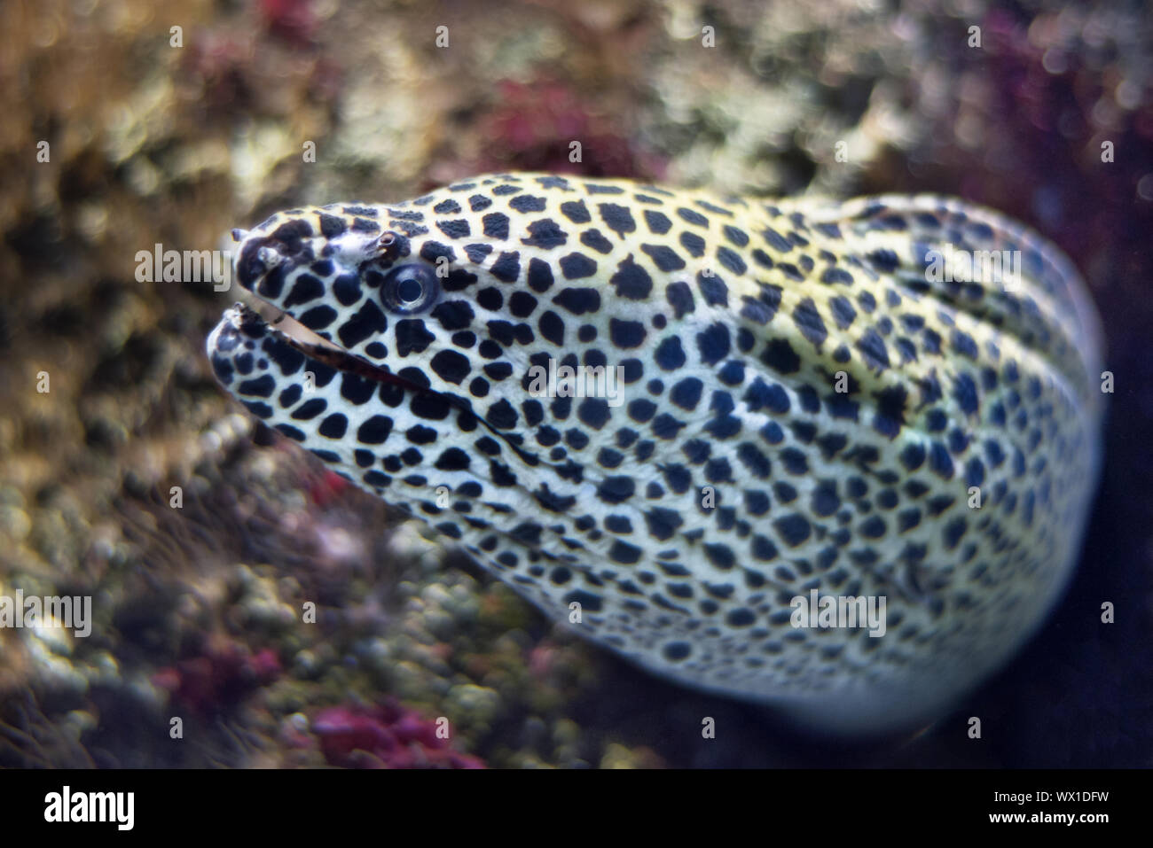 Close up view of a moray fish Stock Photo - Alamy