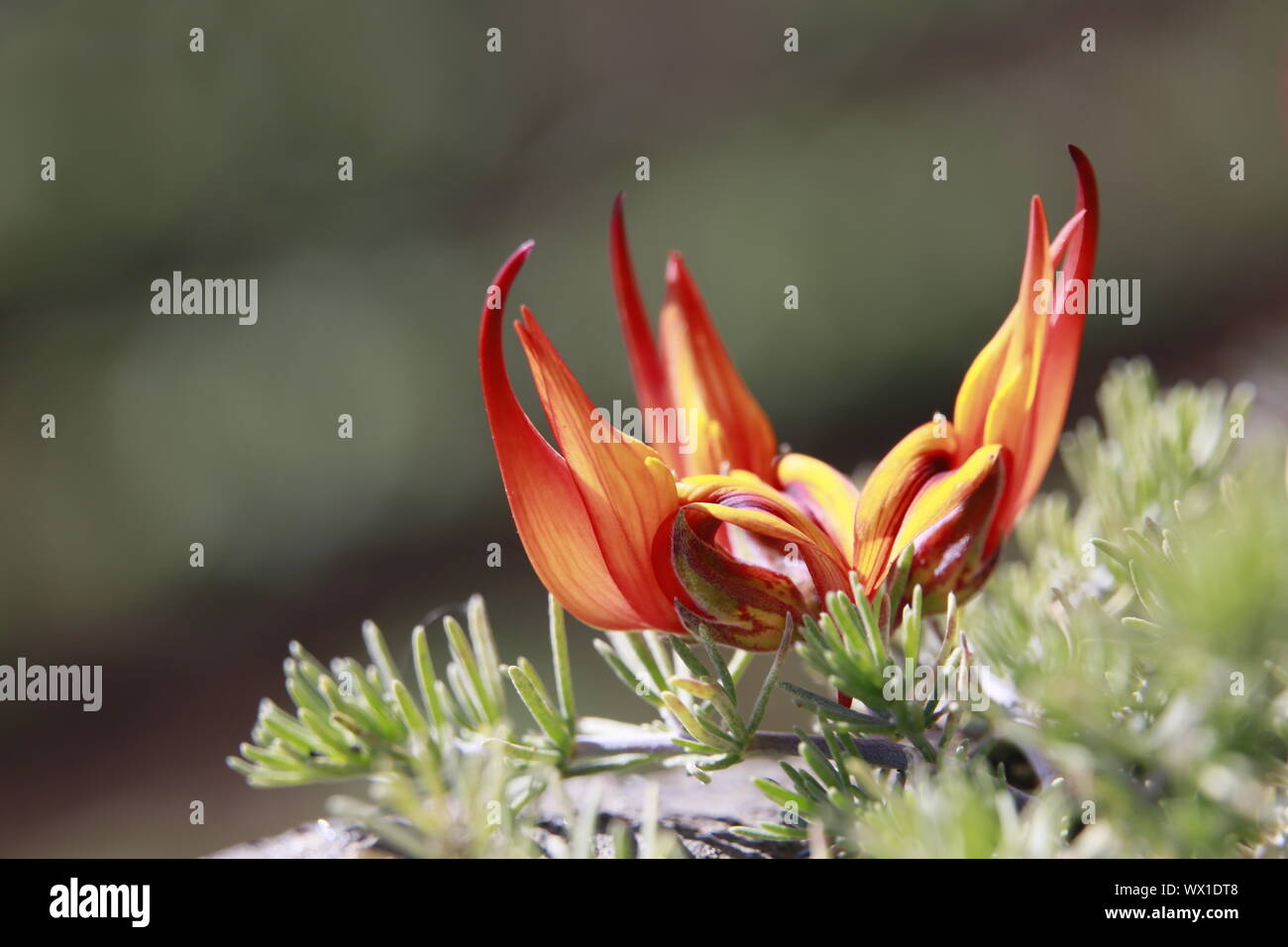 Lotus berthelotii parrots beak hi-res stock photography and images - Alamy