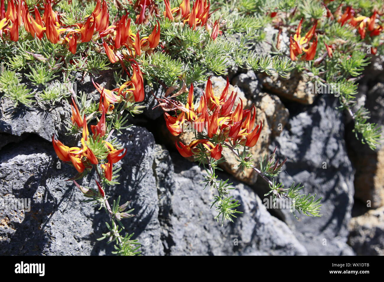 Lotus berthelotii parrots beak hi-res stock photography and images - Alamy