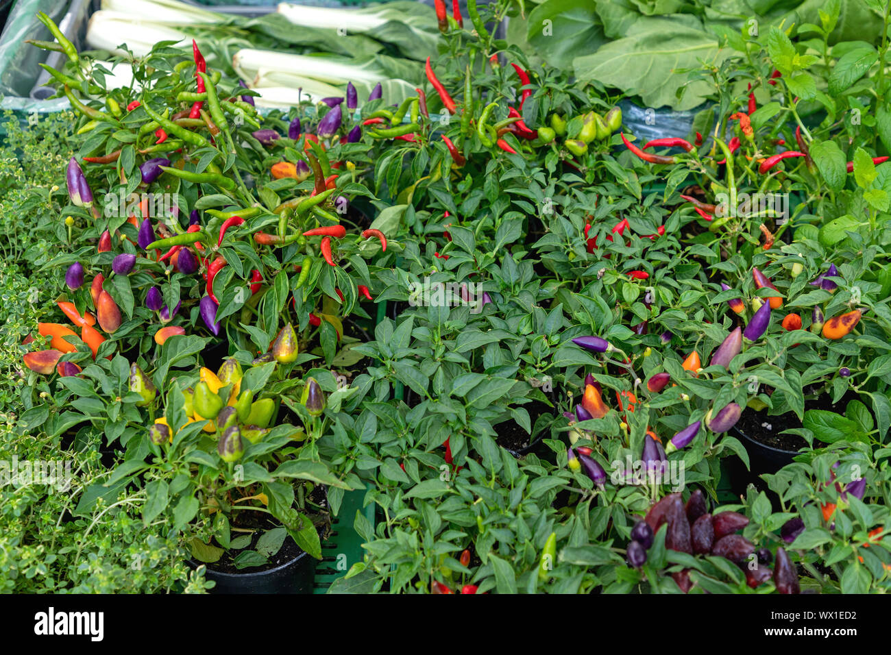 Grow Various Colourful Chili Plants in Garden Stock Photo - Alamy