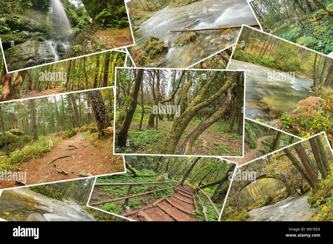 Tropical Rainforest Plants Collage