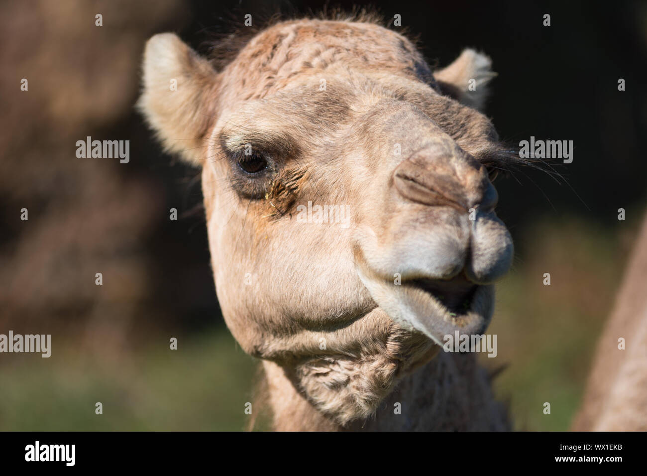 Safari de dubai hi-res stock photography and images - Alamy