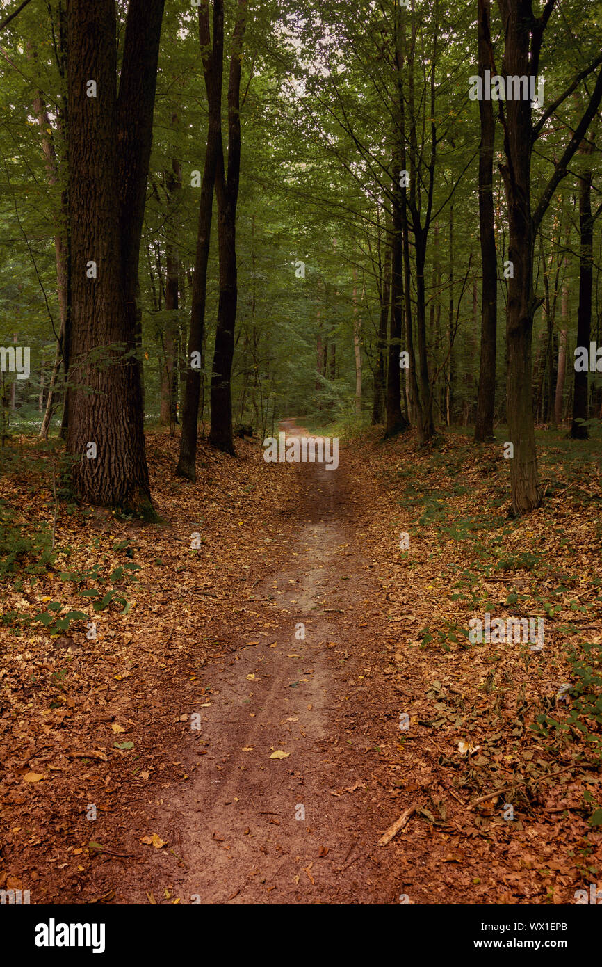 Dry leaves on a path in a dark forest Stock Photo - Alamy