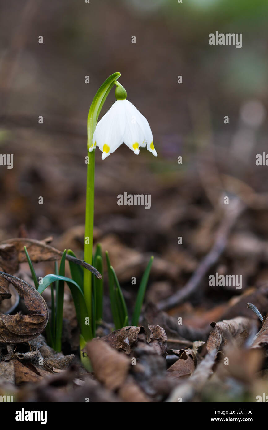 Signs of spring - the first snowdrop Stock Photo - Alamy