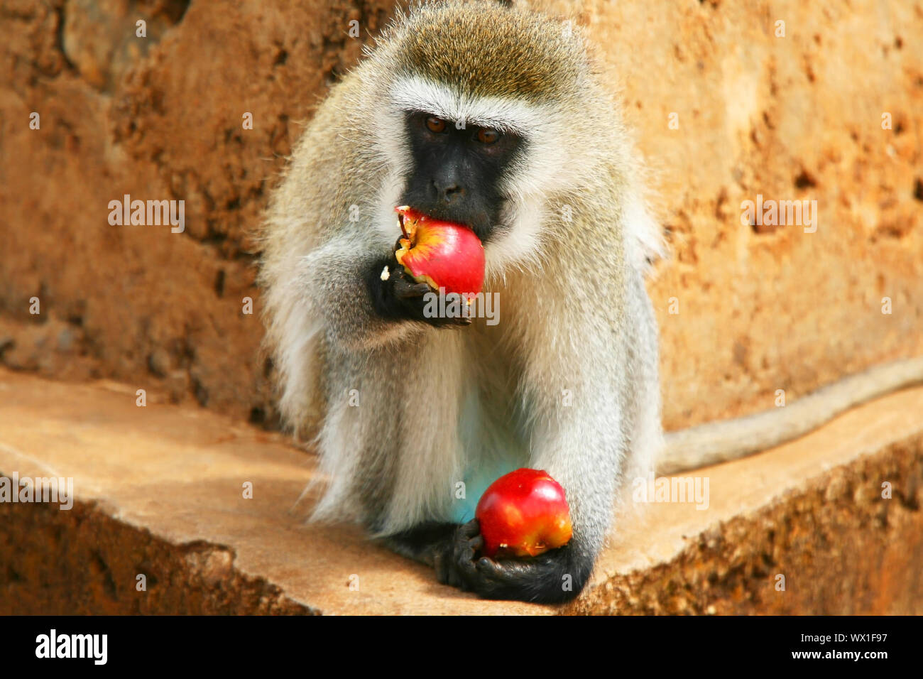 Monkey apple africa hi-res stock photography and images - Alamy
