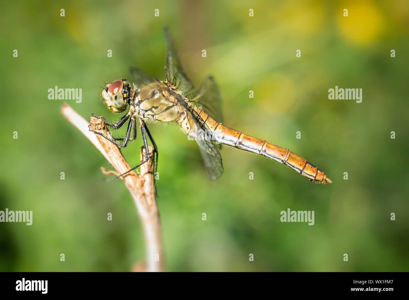 Real dragonfly image hi-res stock photography and images - Alamy