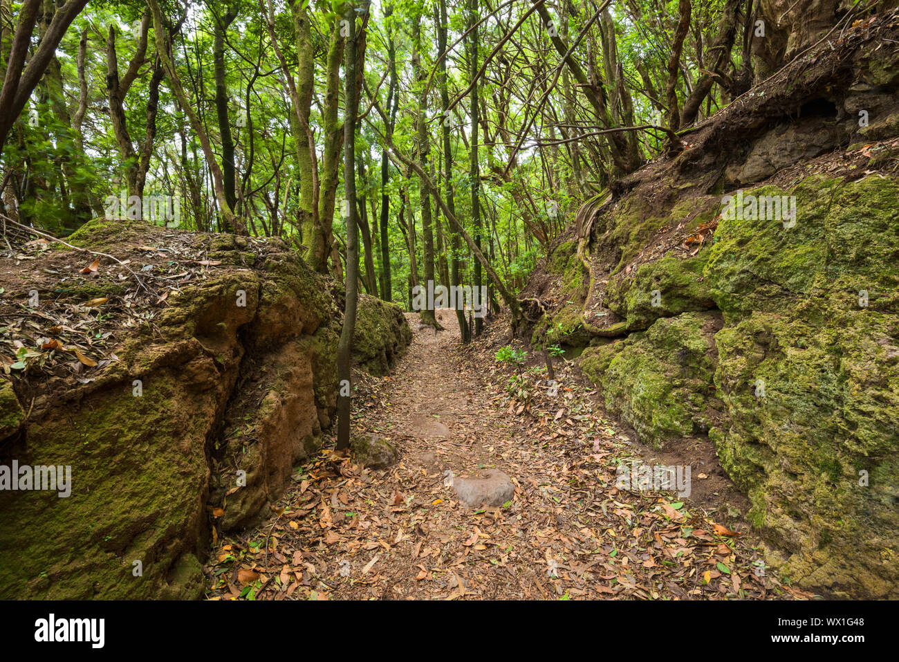 Tropical forest in Anaga Stock Photo - Alamy