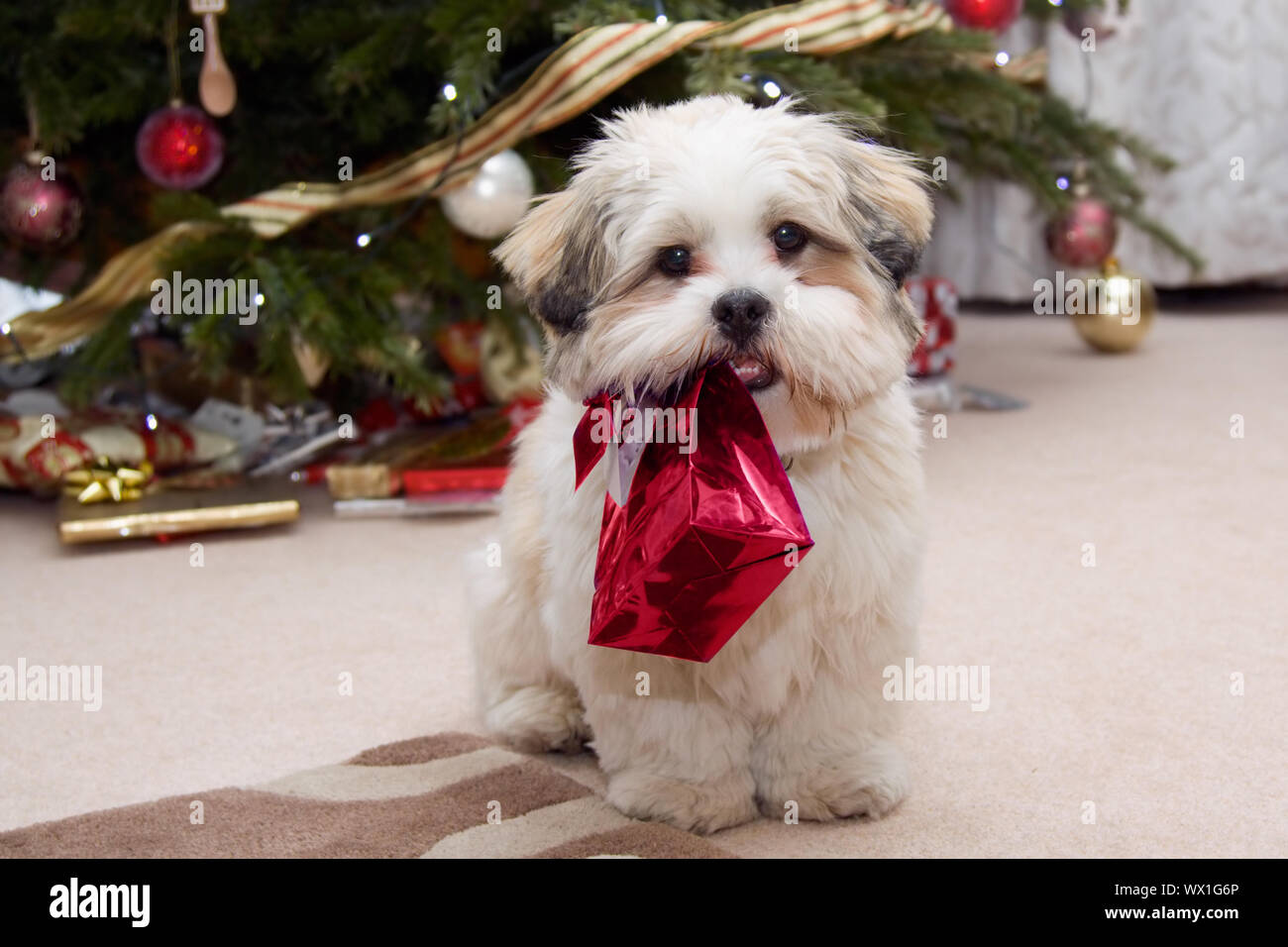Cute lhasa apso puppy carrying a present Stock Photo - Alamy