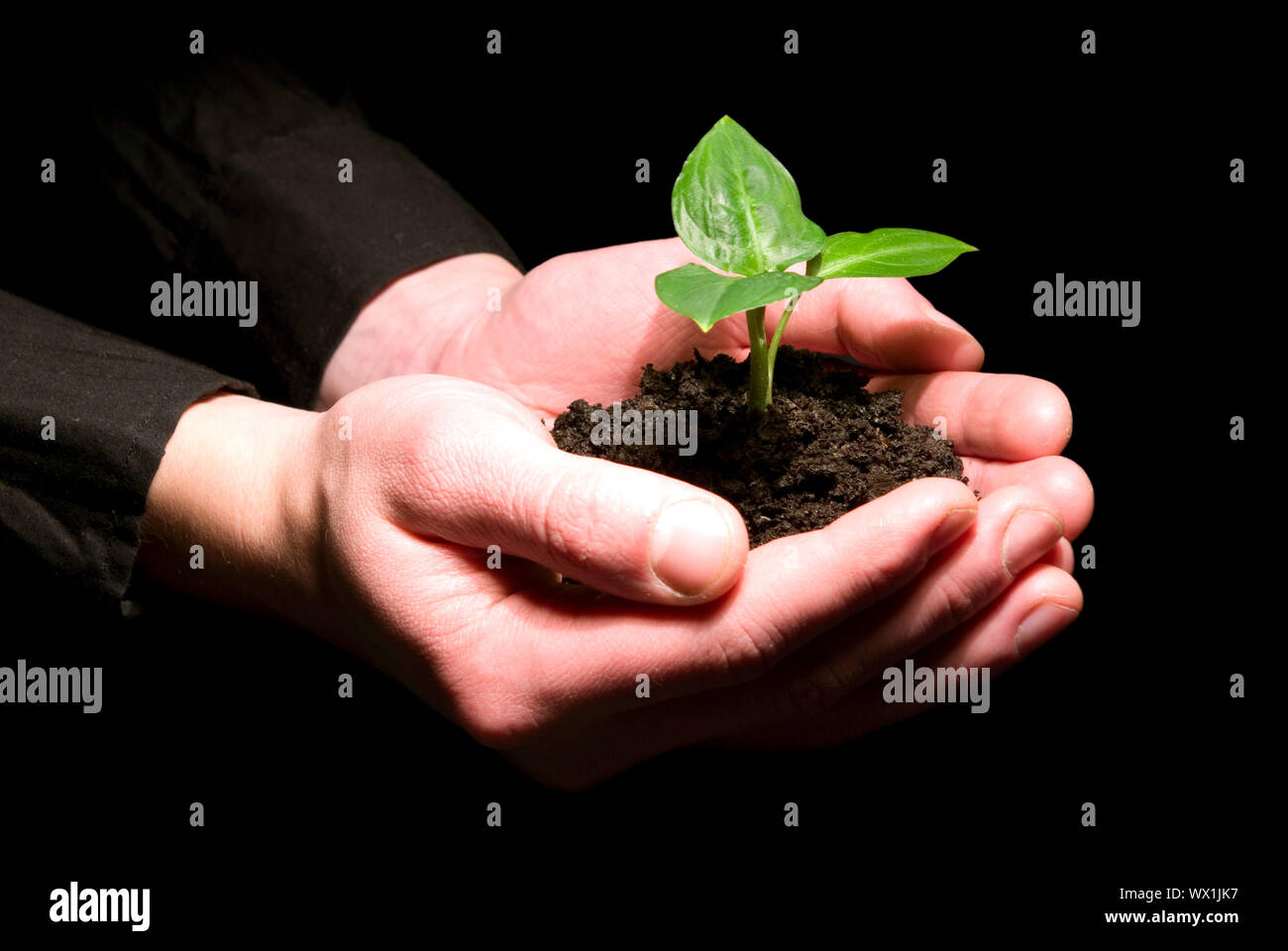Hands holding sapling in soil Stock Photo - Alamy