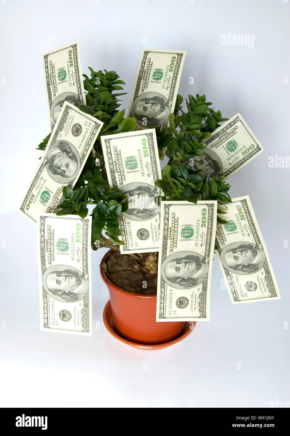 Money tree. Isolated on white Stock Photo - Alamy