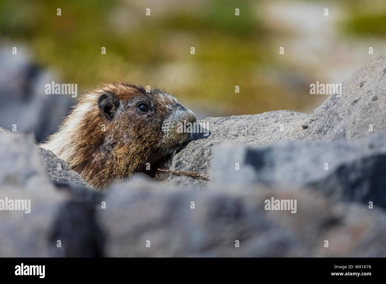 Young Hoary Marmot, Marmota caligata, alert to a potential predator in ...