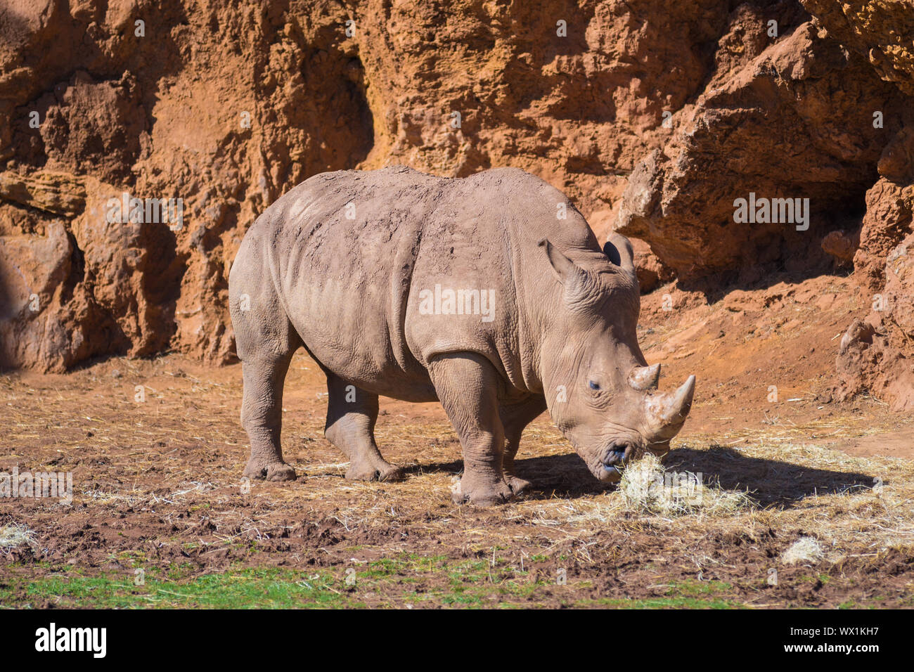 Rhino in the zoologic Stock Photo - Alamy