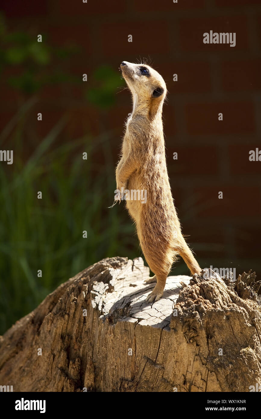 suricate, slender-tailed meerkat (Suricata suricatta), standing on the ...