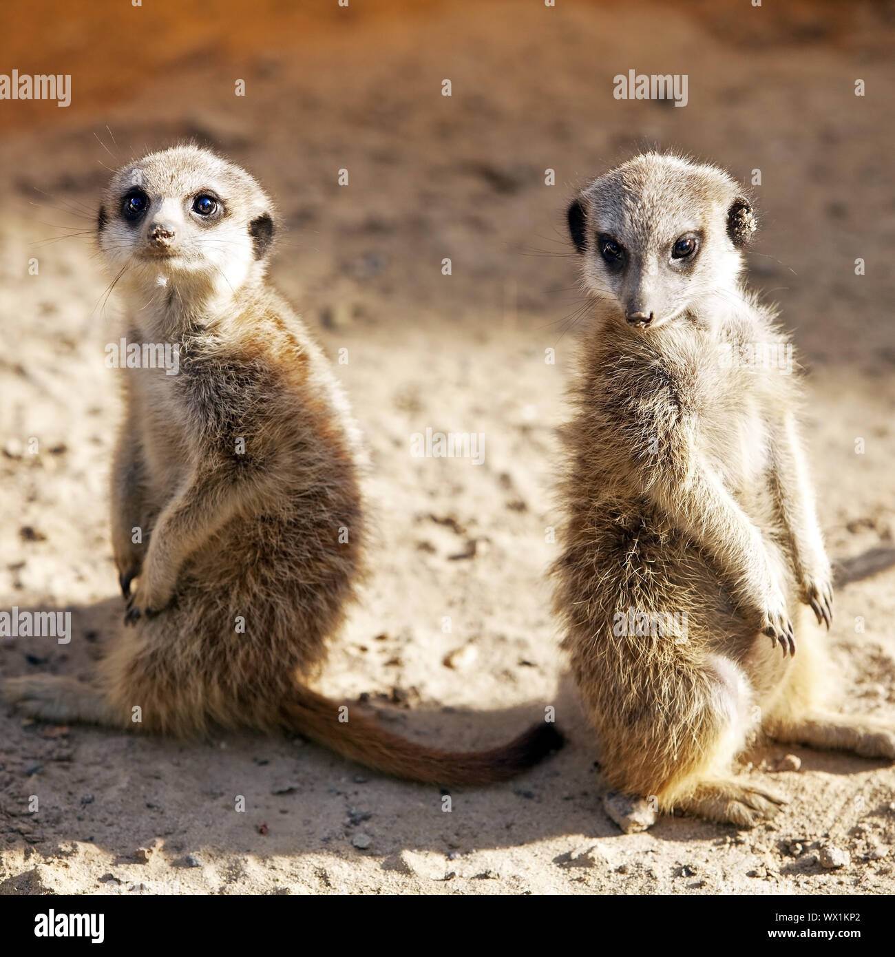 Suricate suricatta hi-res stock photography and images - Alamy