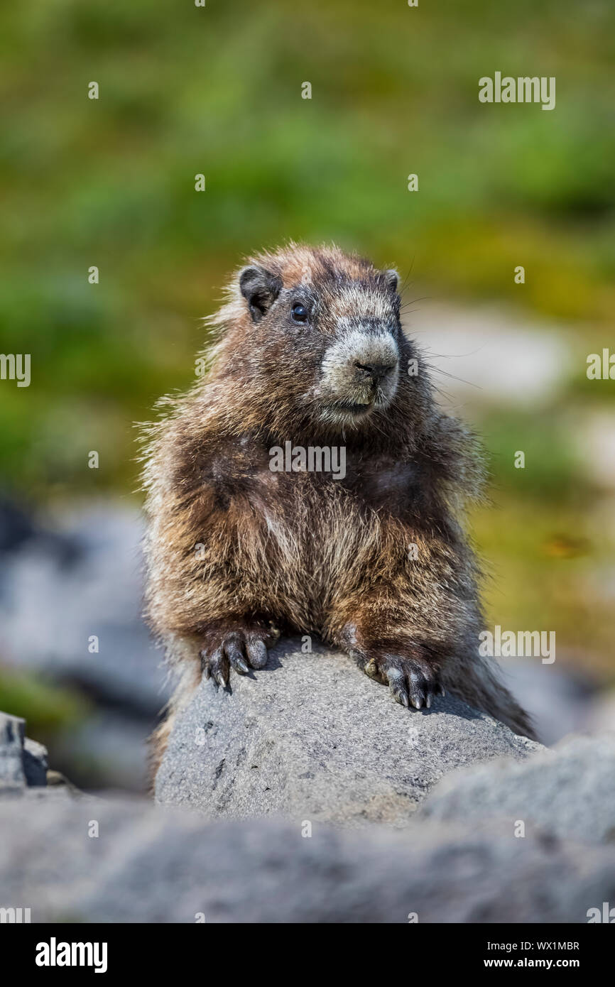 Young Hoary Marmot, Marmota caligata, alert to a potential predator in ...
