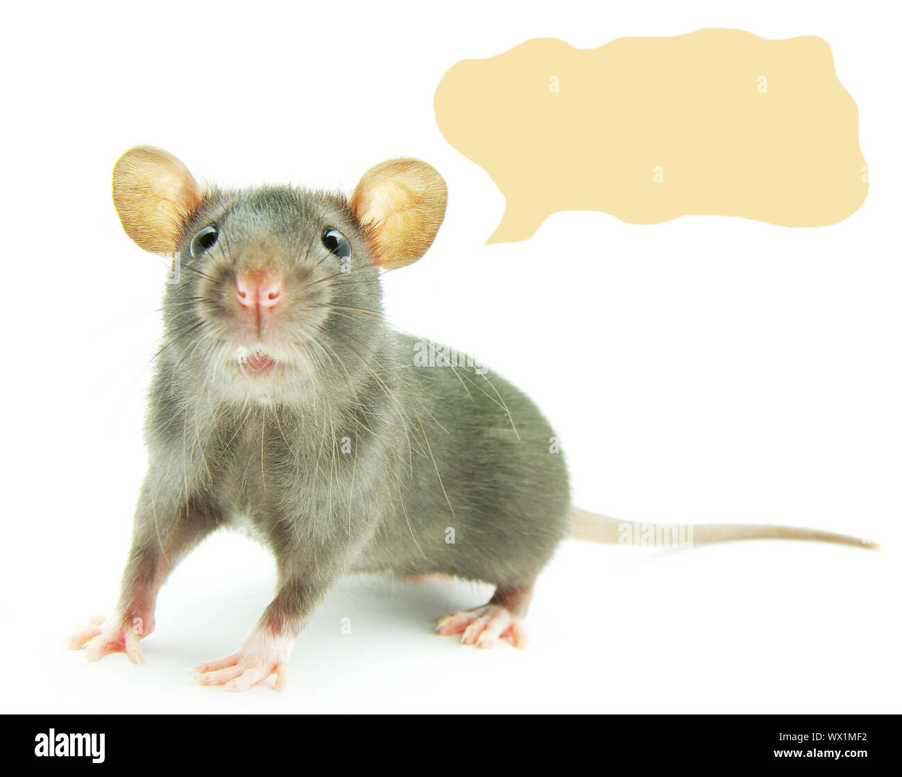 funny rat isolated on white background Stock Photo - Alamy