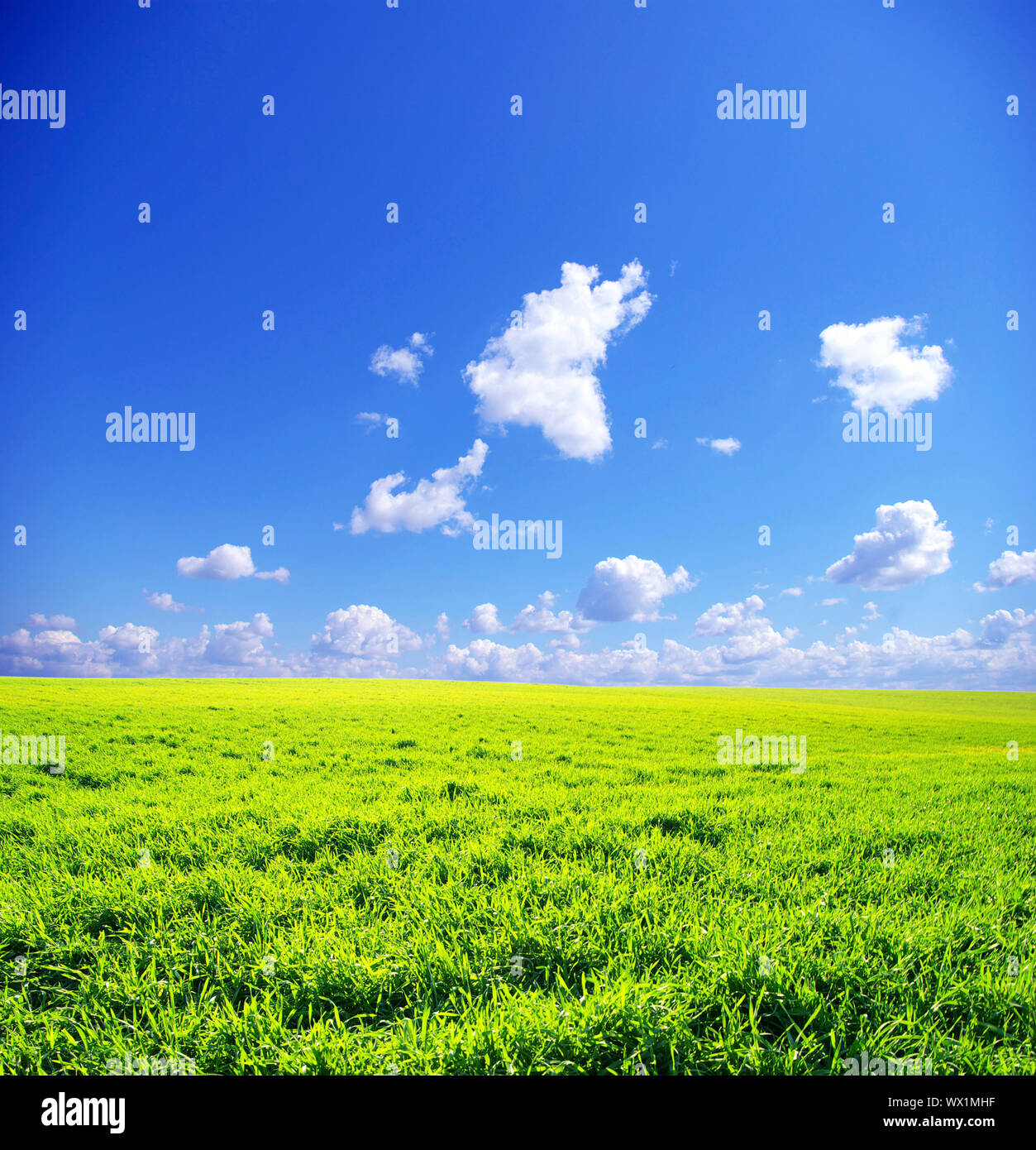 field on a background of the blue sky Stock Photo - Alamy