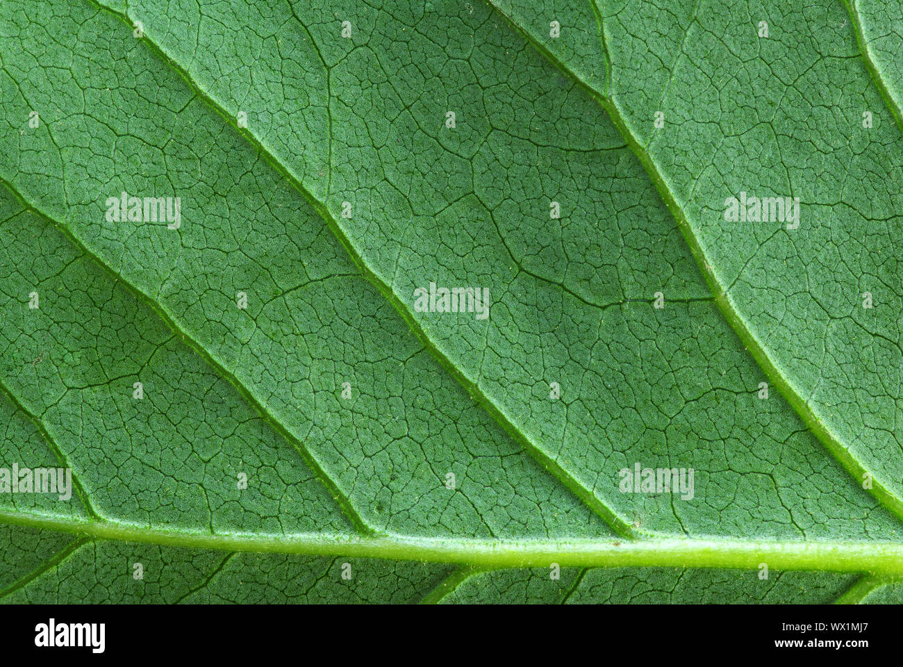 structure of leaf natural background Stock Photo - Alamy