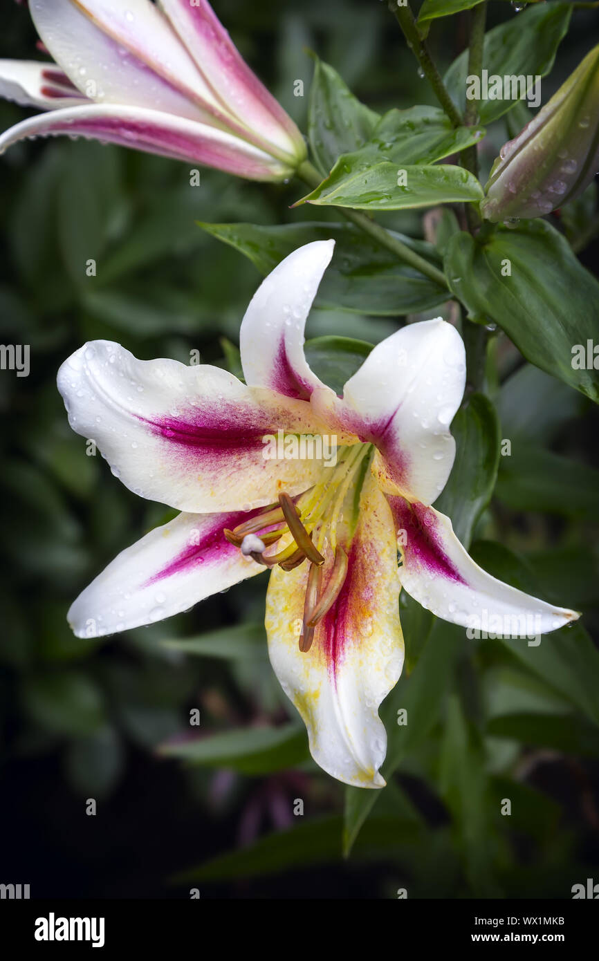 Beautiful Lily flowers close up Stock Photo - Alamy