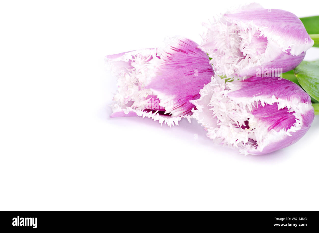 pink tulips on white background Stock Photo - Alamy