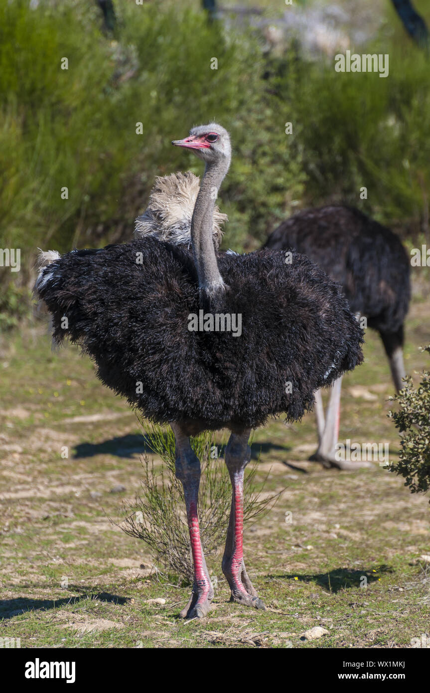 ostrich with long neck and huge legs in an ostrich breeding farm Stock ...