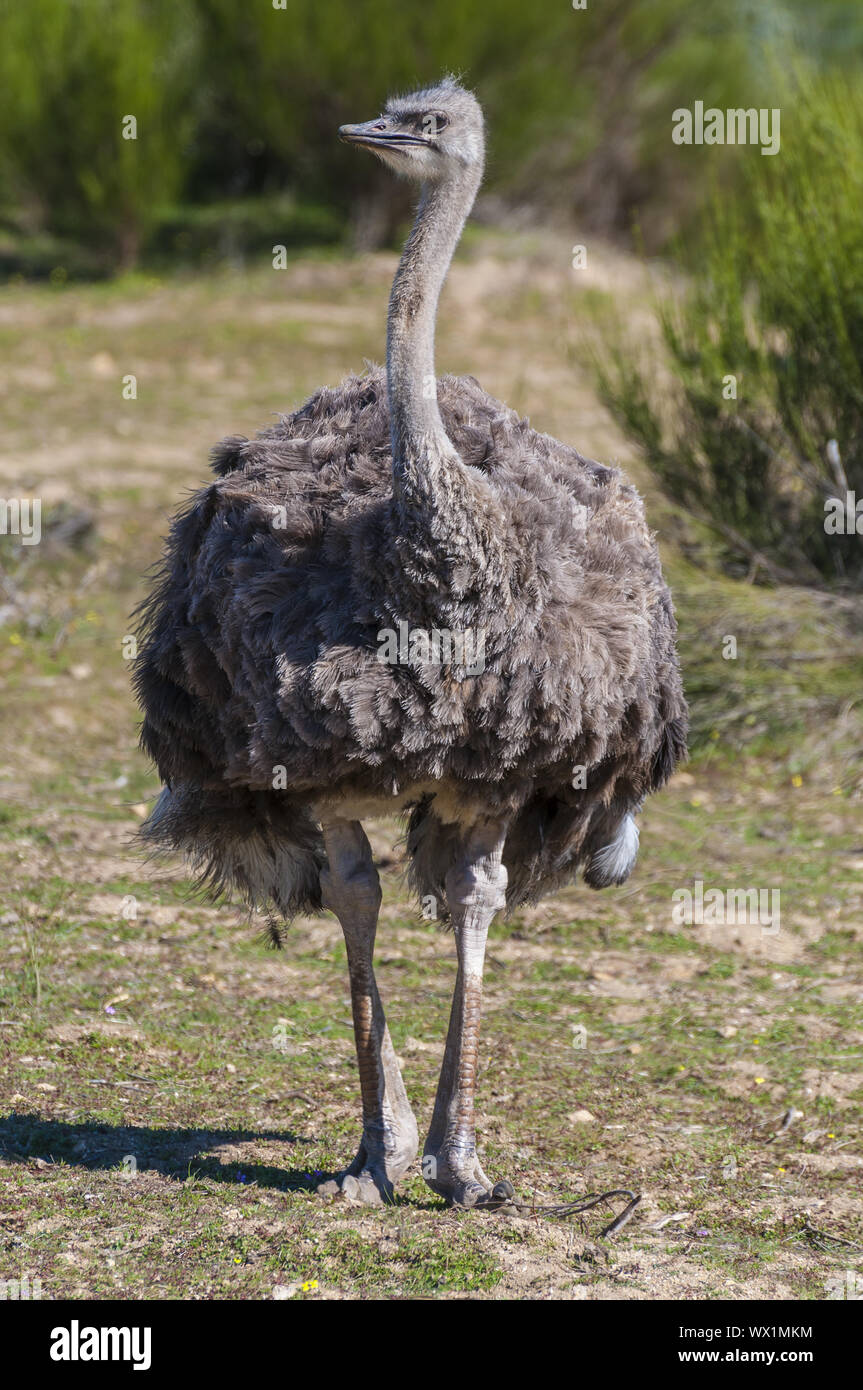 ostrich with long neck and huge legs in an ostrich breeding farm Stock ...