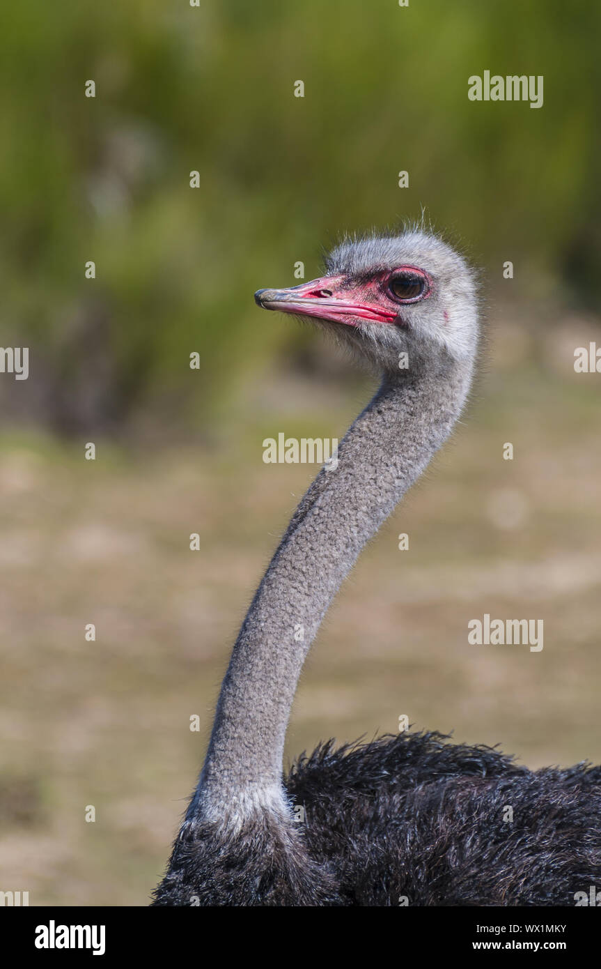 Reserve, ostrich with long neck and huge legs in an ostrich breeding ...