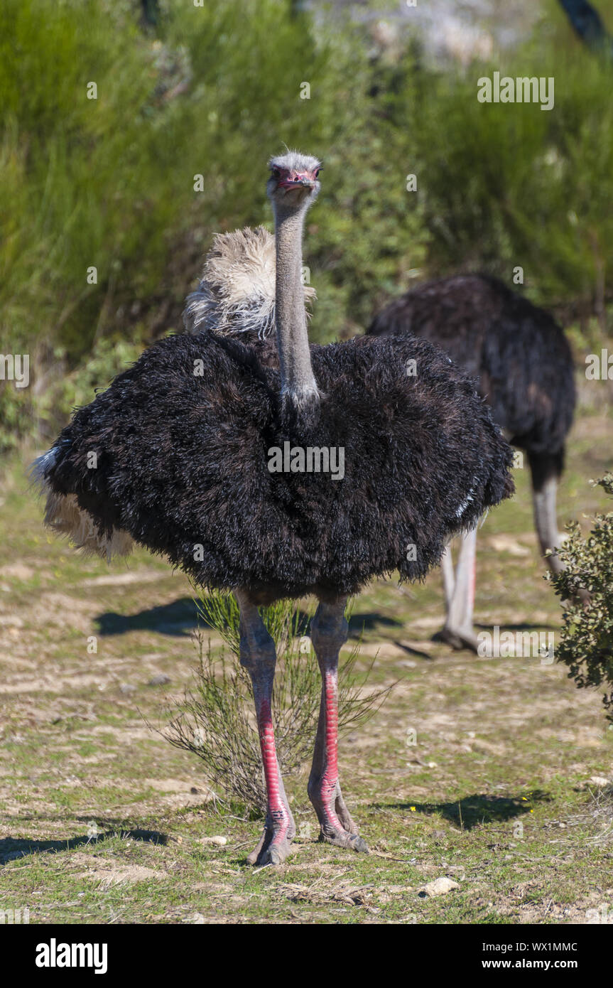 ostrich with long neck and huge legs in an ostrich breeding farm Stock ...