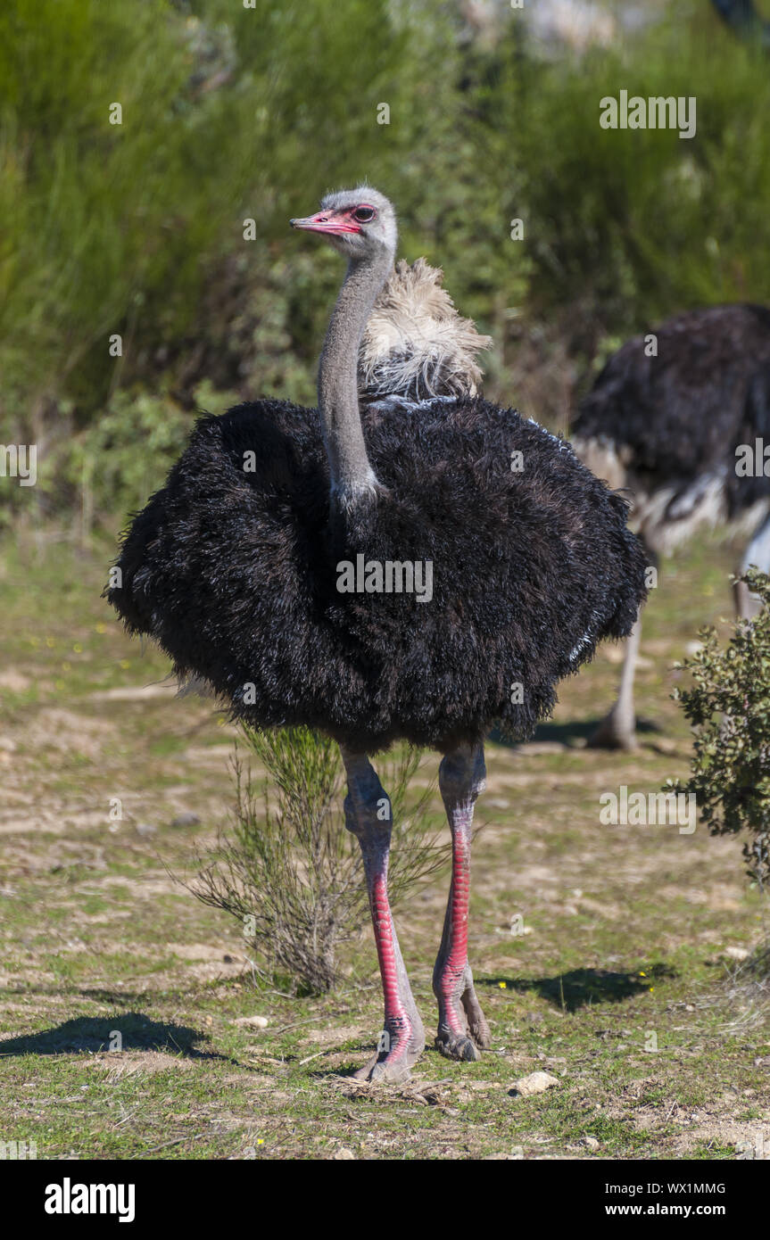 ostrich with long neck and huge legs in an ostrich breeding farm Stock ...
