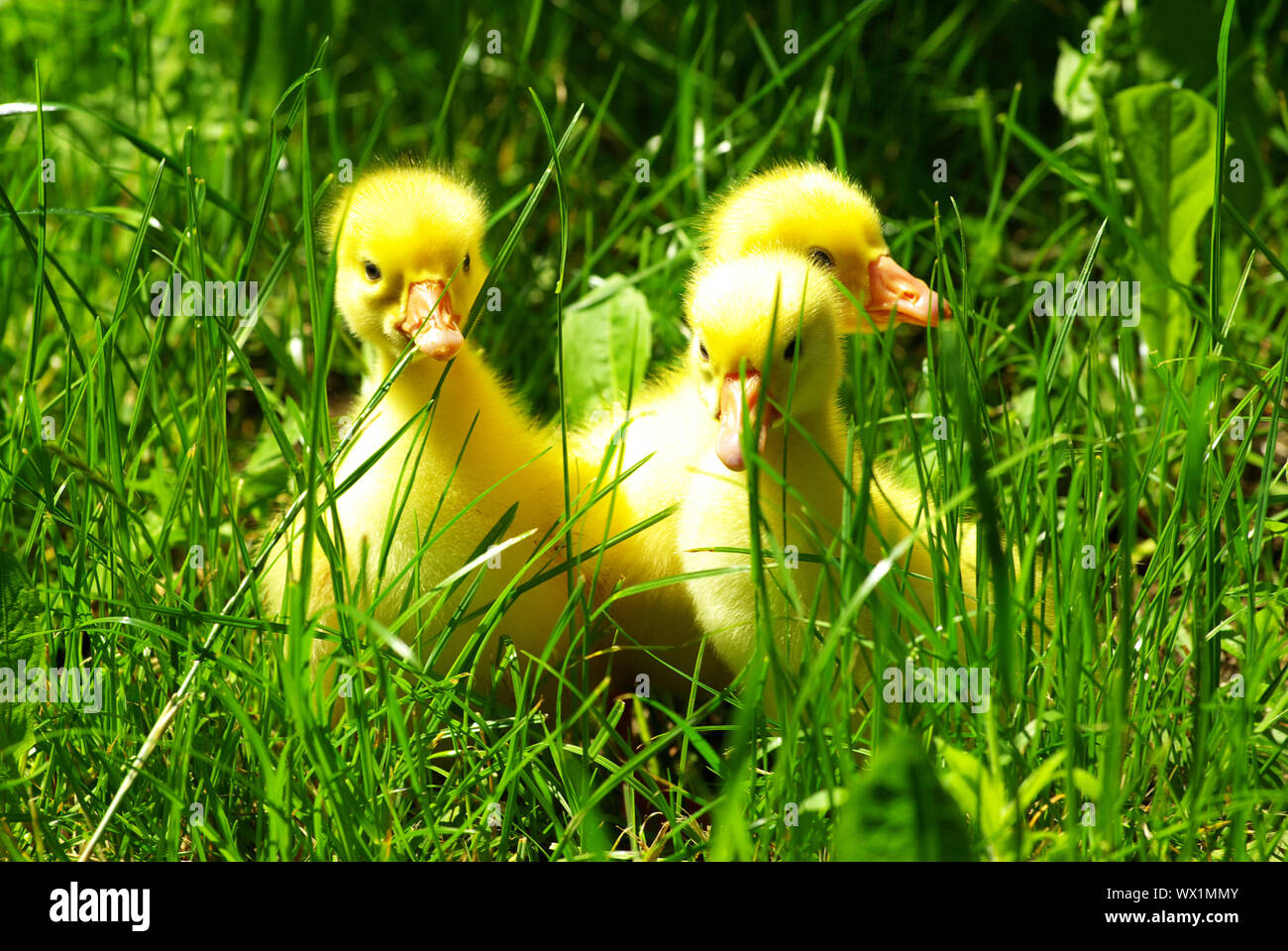 cute gosling in green grass Stock Photo - Alamy