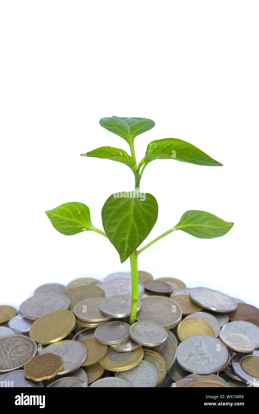 plant in coins isolated on white background Stock Photo - Alamy