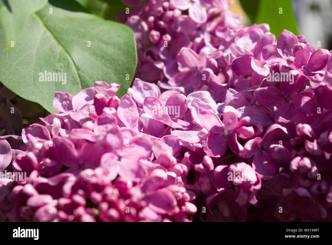 Close up blooming lilac flowers Stock Photo - Alamy