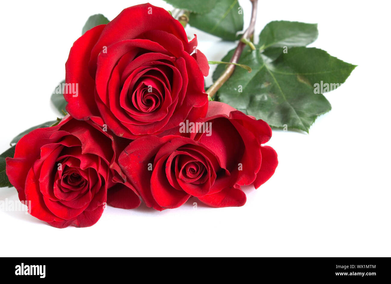 Close-up shot of a red roses Stock Photo - Alamy