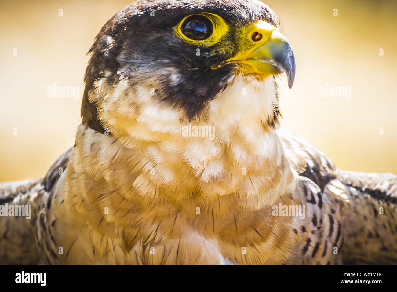 peregrine falcon with open wings , bird of high speed Stock Photo - Alamy