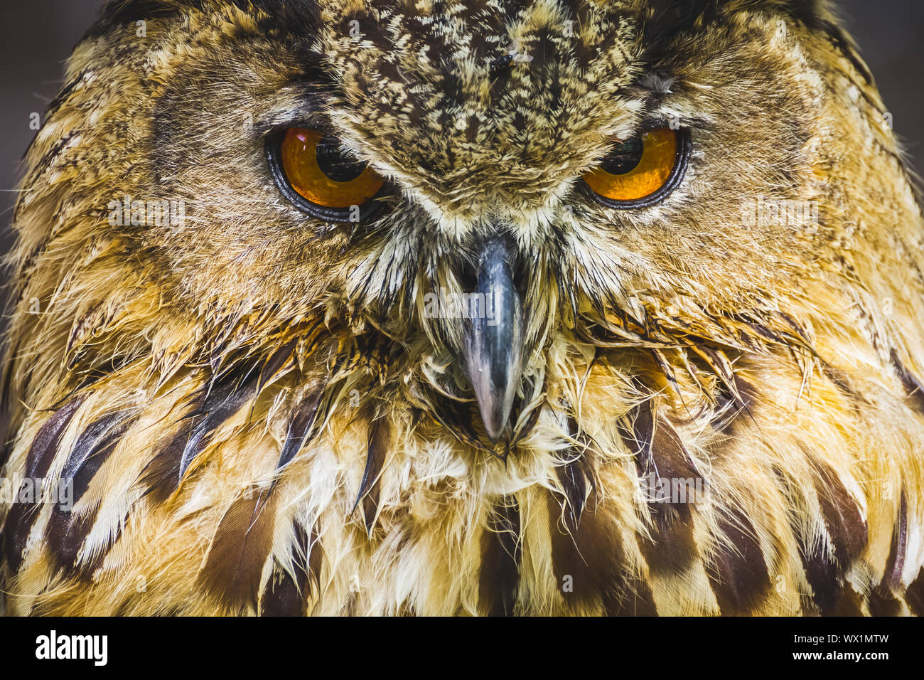 raptor, beautiful owl with intense eyes and beautiful plumage Stock ...