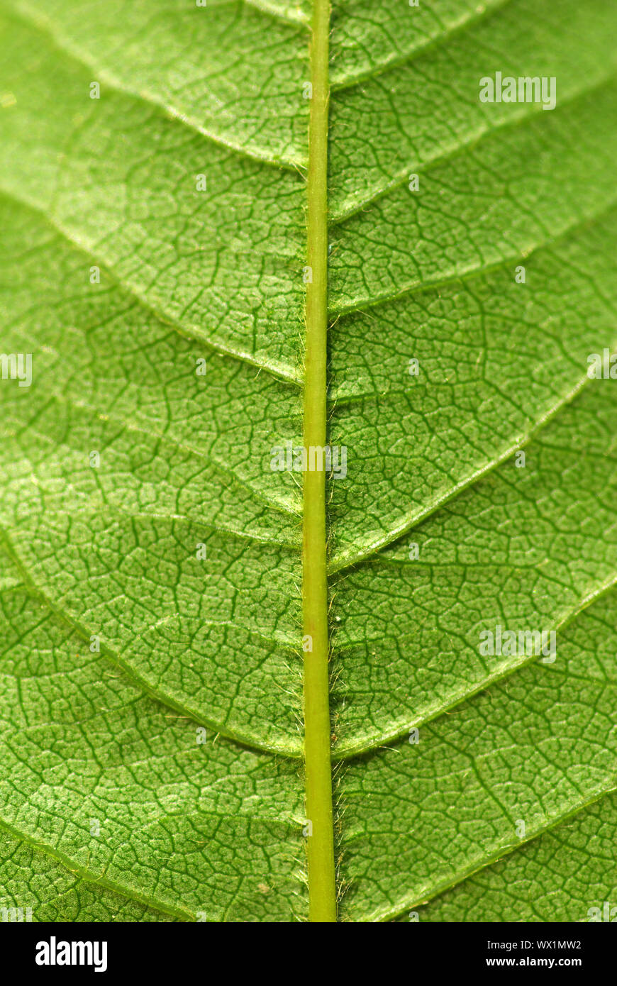 structure of leaf natural background Stock Photo - Alamy