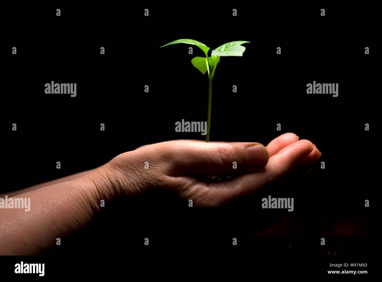 Hands holding sapling in soil Stock Photo - Alamy