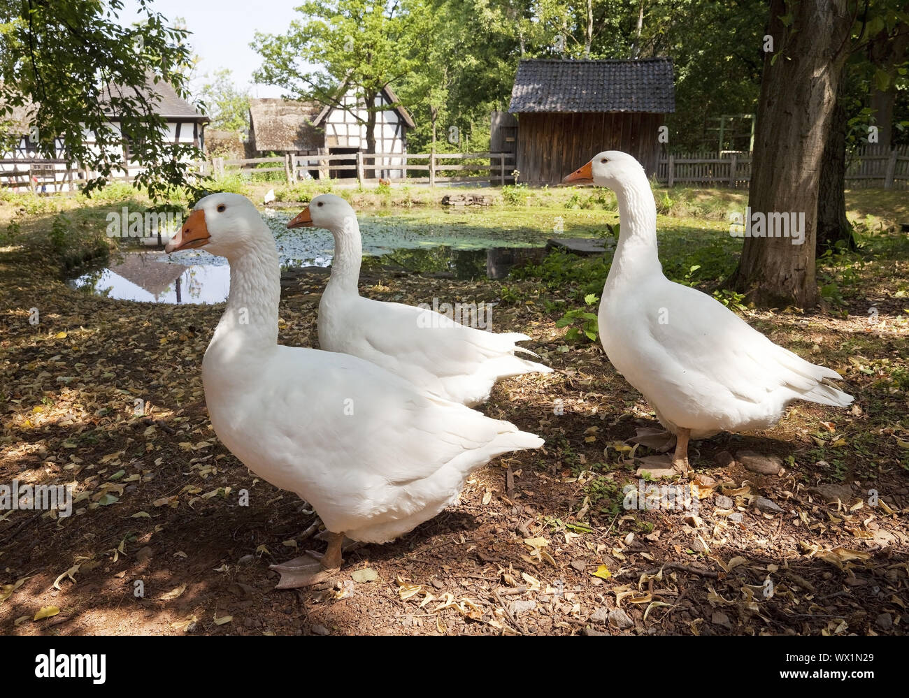 Geese in the open-air museum Kommern, Mechernich, Eifel, North Rhine ...
