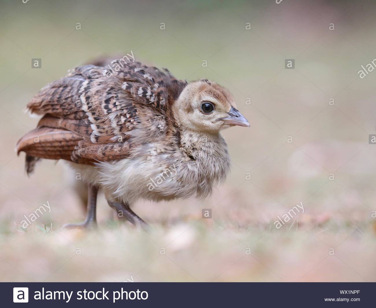 Peacock And Peahen High Resolution Stock Photography and Images - Alamy