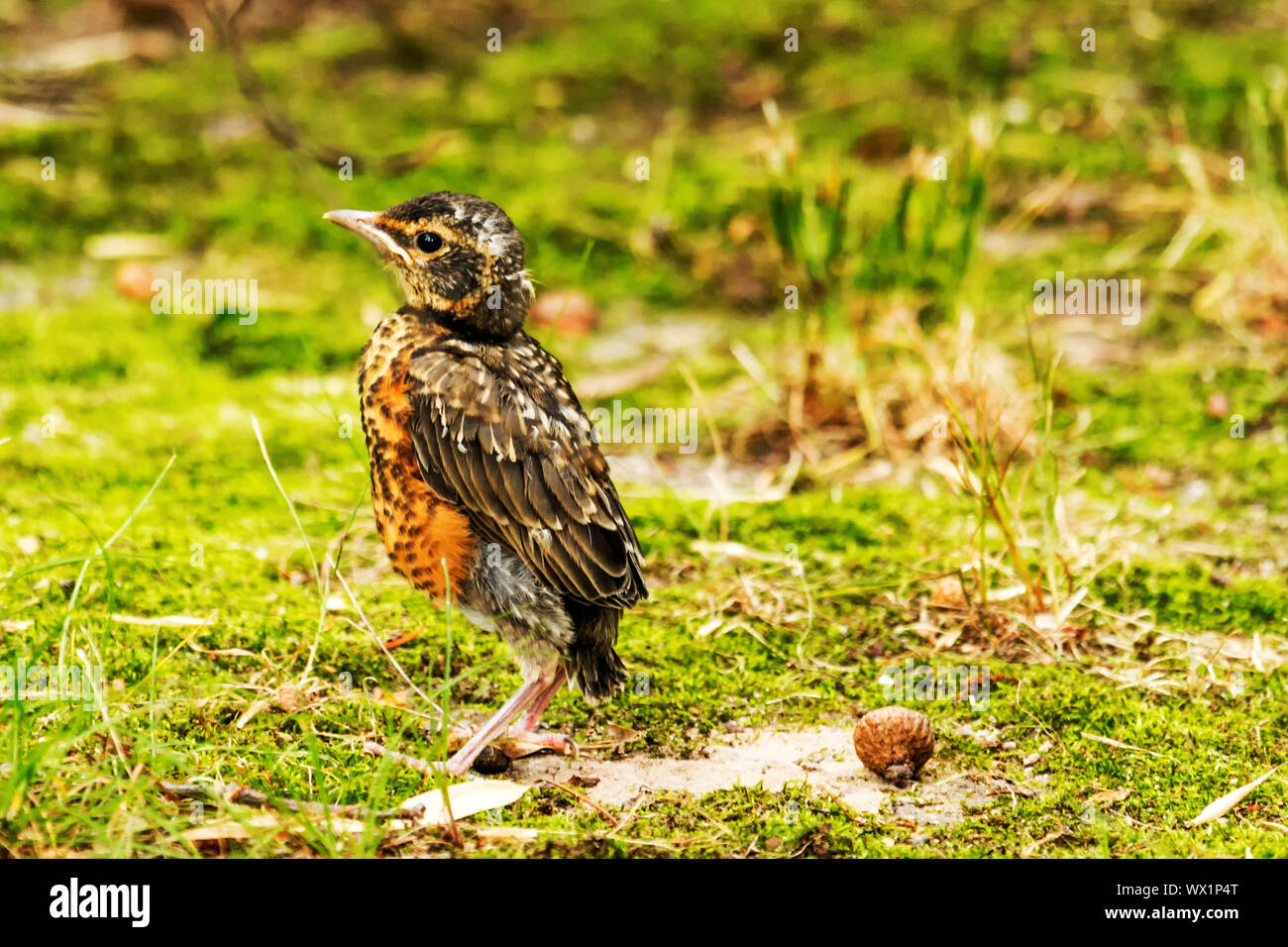 Young robins hi-res stock photography and images - Alamy