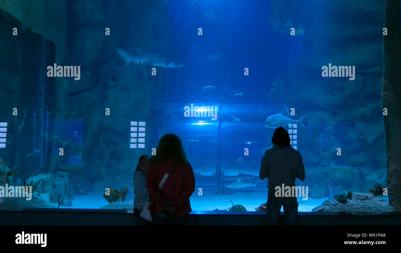 People watching fish in aquarium hi-res stock photography and images ...