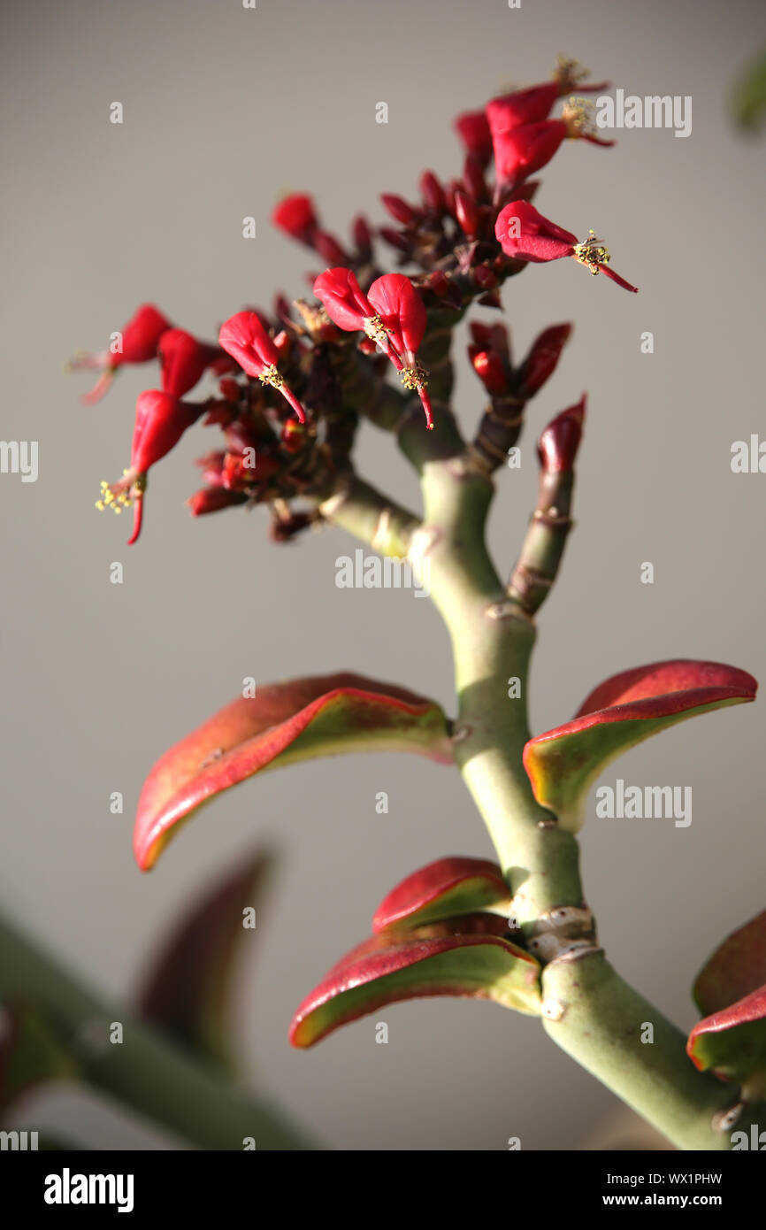 Cimora misha hi-res stock photography and images - Alamy