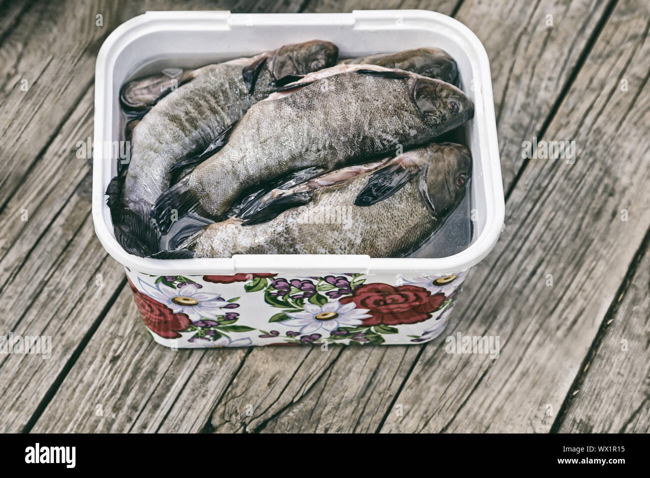 Purified fresh water fish in the container Stock Photo - Alamy