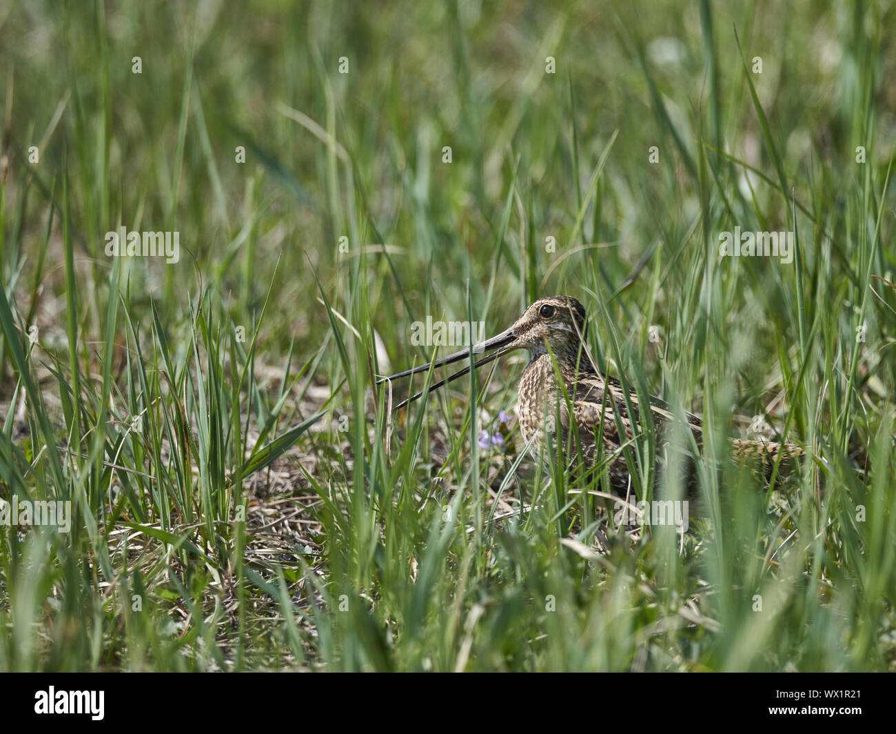 Snipe bird hi-res stock photography and images - Alamy
