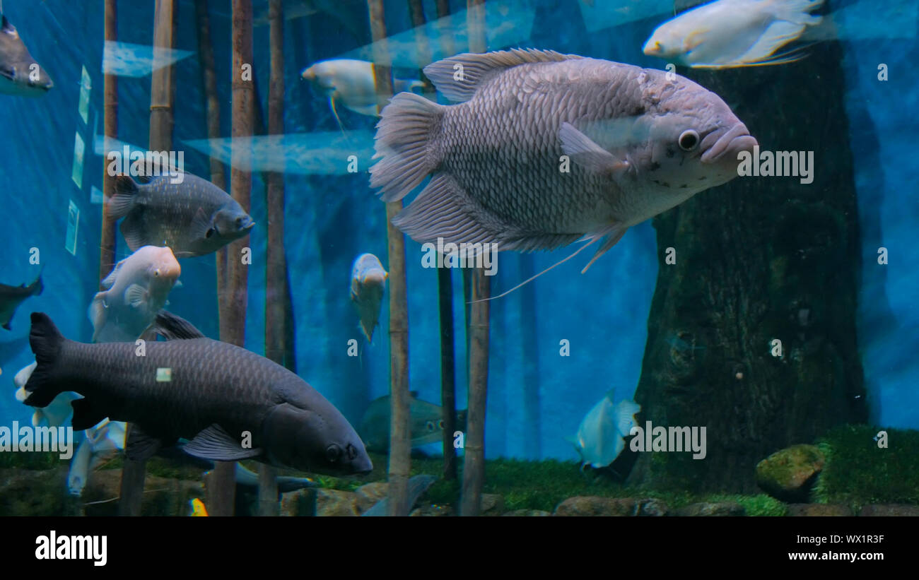 Different fishes hi-res stock photography and images - Alamy